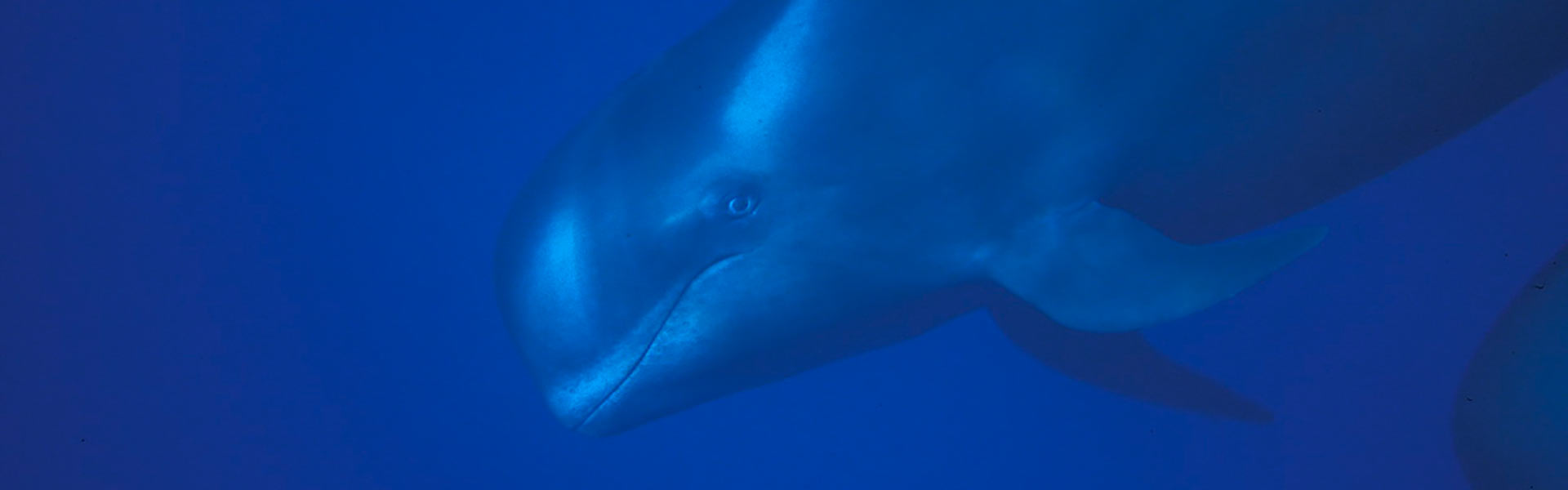 Home - M.E.E.R. e.V.